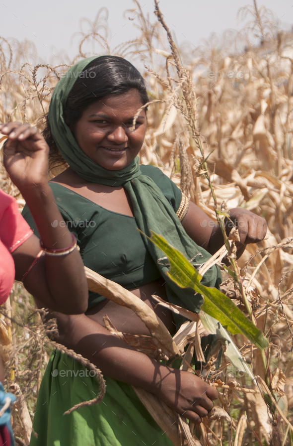 Indigenous woman harvest corn in corn field, India. Stock Photo by ...