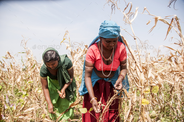 Indigenous woman harvest corn in corn field, India. Stock Photo by ...