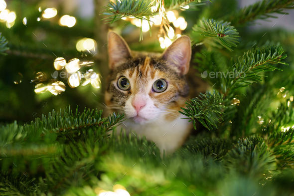 Cat sits inside the Christmas tree surrounded by LED garland, stuck or ...