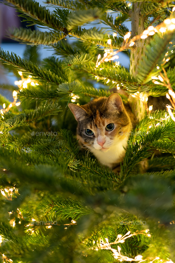 Cat sits inside the Christmas tree surrounded by LED garland, stuck or ...