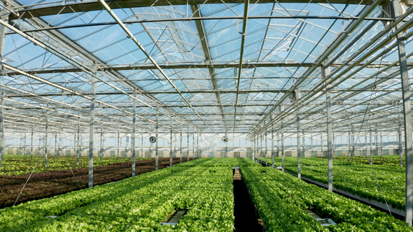 Empty greenhouse plantation with nobody in it Stock Photo by DC_Studio