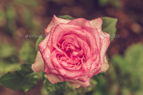 beautiful pink flowers in the garden with spring bokeh background Stock ...