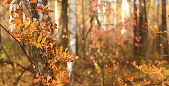 Autumn Yellow Falling Leaves, Stock Footage | VideoHive