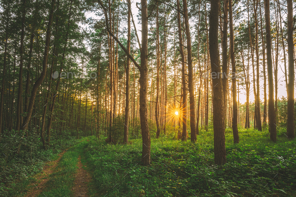 Road, Path, Walkway Through Sunny Forest. Sunset Sunrise In Summer ...