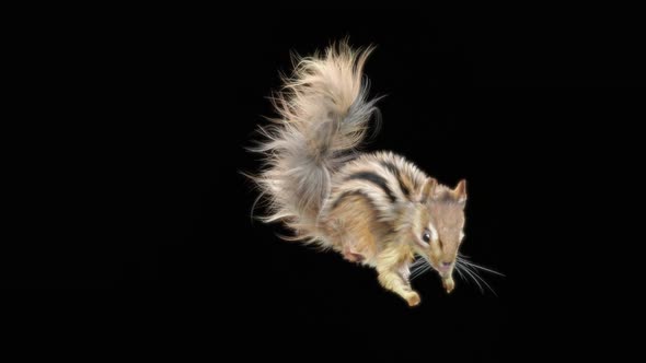 Chipmunk Dancing HD, Motion Graphics | VideoHive