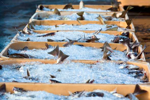 Catch of the day - Fresh Fish in Shipping Containers Stock Photo by nzooo