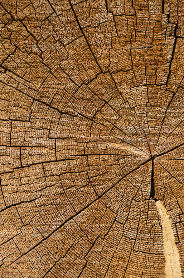 Round cut down tree with annual rings as a wood texture. Stock Photo by ...