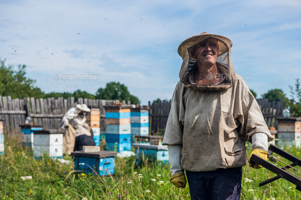 Beekeepers moving hand trolley with bee hives from apiary to extraction ...