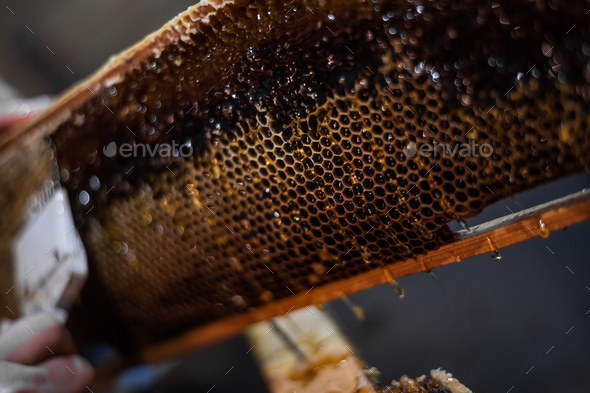 Beekeeper uncapping honey cells on the frames with a uncapping comb ...