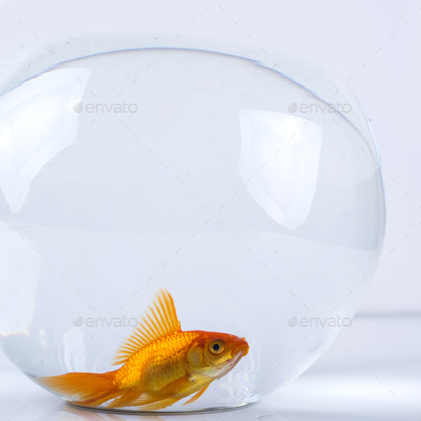 Goldfish in a beautiful round fish bowl. Stock Photo by crshelare ...