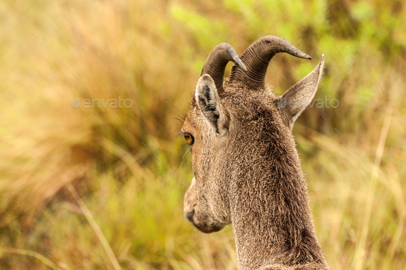 Wild goat Nilgiri Tahr in forest, Munnar, Kerala, India. Stock Photo by ...