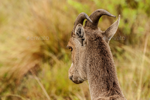 Wild goat Nilgiri Tahr in forest, Munnar, Kerala, India. Stock Photo by ...