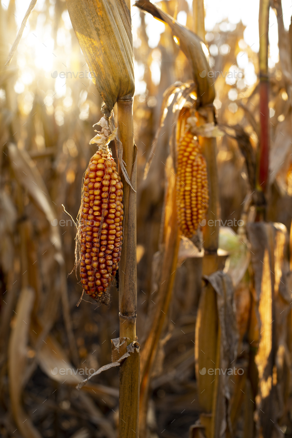 Dry corn stalks with cobs backlit by sun at fields autumn time Stock ...