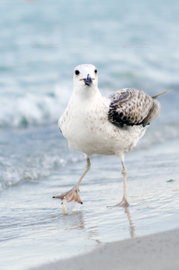 Seagull standing on the beach with surf in the back Stock Photo by ...