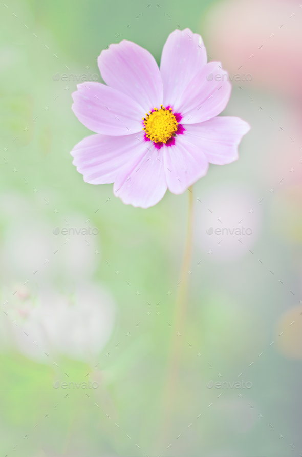Soft focus flower on nature background Stock Photo by SkloStudio ...