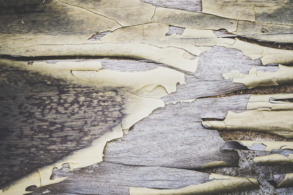 Cracked and old varnish over wood Stock Photo by nanihta | PhotoDune