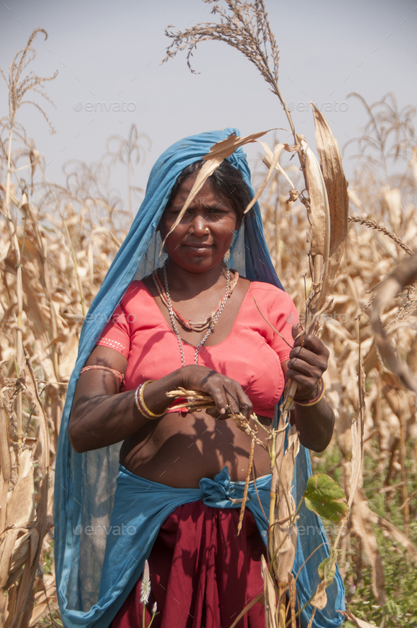 Indigenous woman harvest corn in corn field, India. Stock Photo by ...