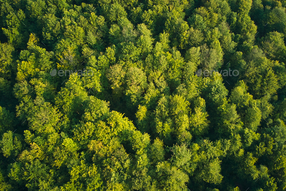 Top down flat aerial view of dark lush forest with green trees canopies ...