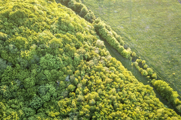 Top view of green forest on sunny spring or summer day. Drone ...