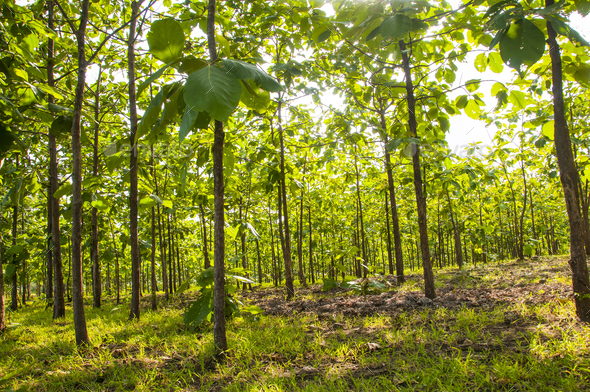 Teak tree agricultural in plantation Stock Photo by crshelare | PhotoDune