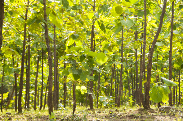 Teak tree agricultural in plantation Stock Photo by crshelare | PhotoDune