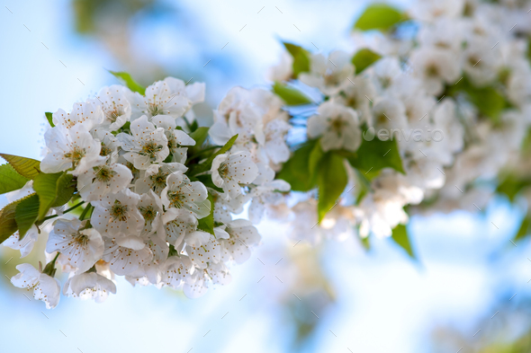 Fruit tree twigs with blooming white and pink petal flowers in spring ...