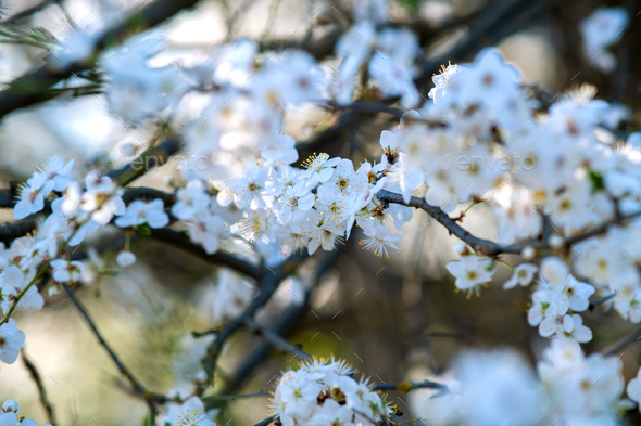 Fruit tree twigs with blooming white and pink petal flowers in spring ...