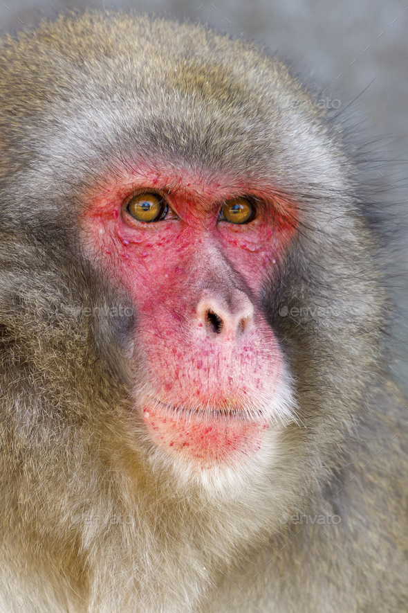 close up shot of a Japanese Macaque (Macaca fuscata) with red face ...