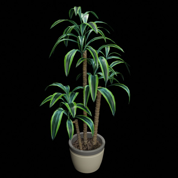Potted Plant Dracaena Dragon Tree by Aumen | 3DOcean
