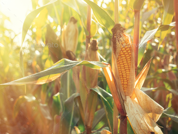 Closeup view on ready yellow corn on a field. Stock Photo by Masson-Simon