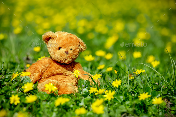 Teddy bear toy on meadow with flowers in spring Stock Photo by Masson-Simon