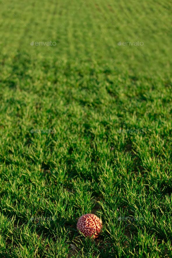 Human brain on green wheat field in spring Stock Photo by Masson-Simon