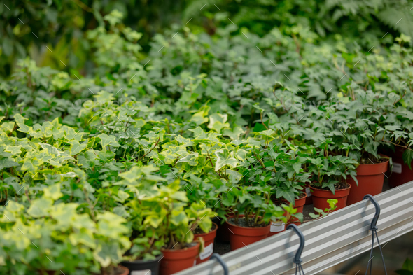 ivy in pots in garden market Stock Photo by Masson-Simon | PhotoDune