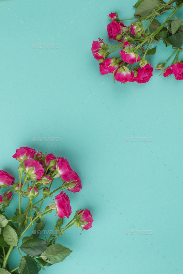 Rose flowers on turquoise background with copy space. Stock Photo by ...