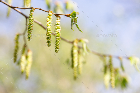 Catkins of hazel tree with young green leaves spreading pollen Stock ...