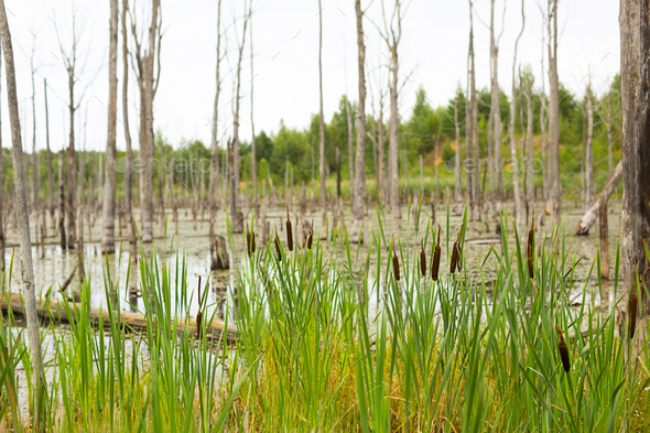 A swamp with dry dead trees, logs, and flowering cattails. Natural ...