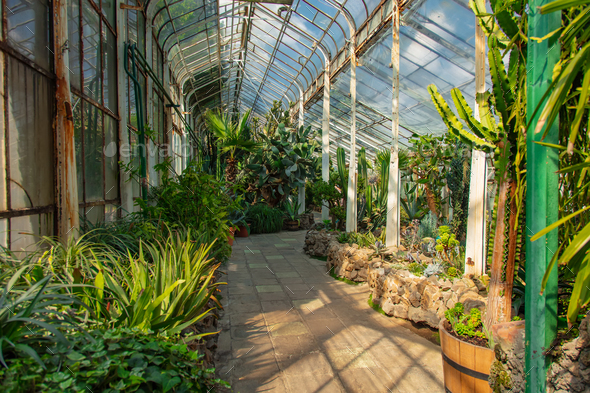 view on plants in alley in the palm greenhouse Stock Photo by Masson-Simon