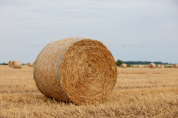 rolled haystack in the field Stock Photo by Masson-Simon | PhotoDune