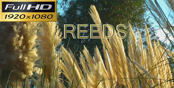 Reeds Full HD, Stock Footage | VideoHive