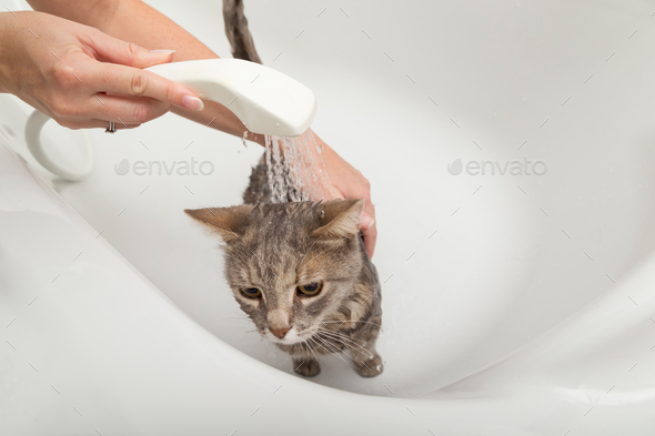 Cat in the shower Stock Photo by Impactphotography | PhotoDune