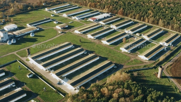 Aerial View Modern chicken farm, barns, Sheds. Bird's-eye View In Sunny ...