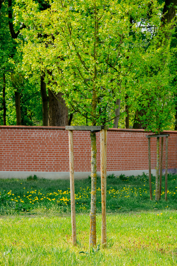 tree holder with ties, which allows to grow exactly up Stock Photo by ...