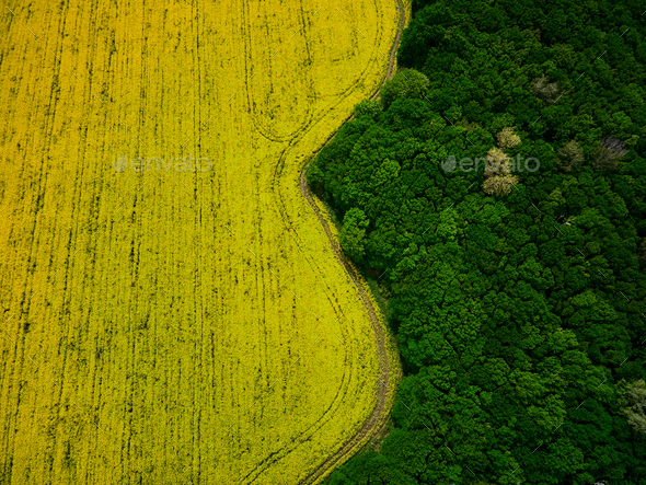 Bird's eye view from a drone of a passing canola crop Stock Photo by ...