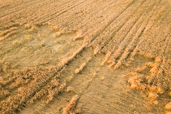 Aerial view of ripe farm field ready for harvesting with fallen down ...