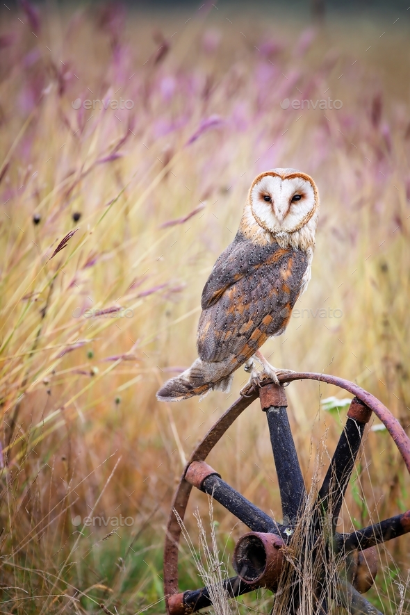 Wise barn owl sitting on a carriage wheel in urban natural environment ...