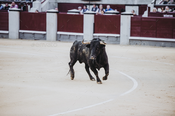 Fighting bull running in the arena. Bullring. Toro bravo Stock Photo by ...