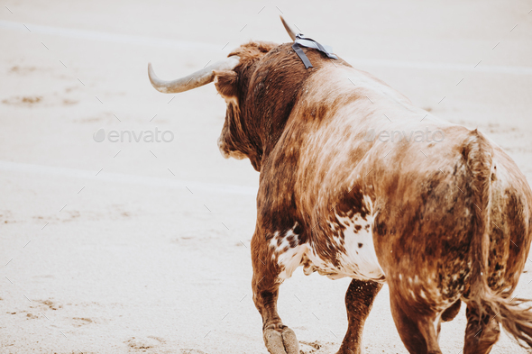 Fighting bull running in the arena. Bullring. Toro bravo Stock Photo by ...