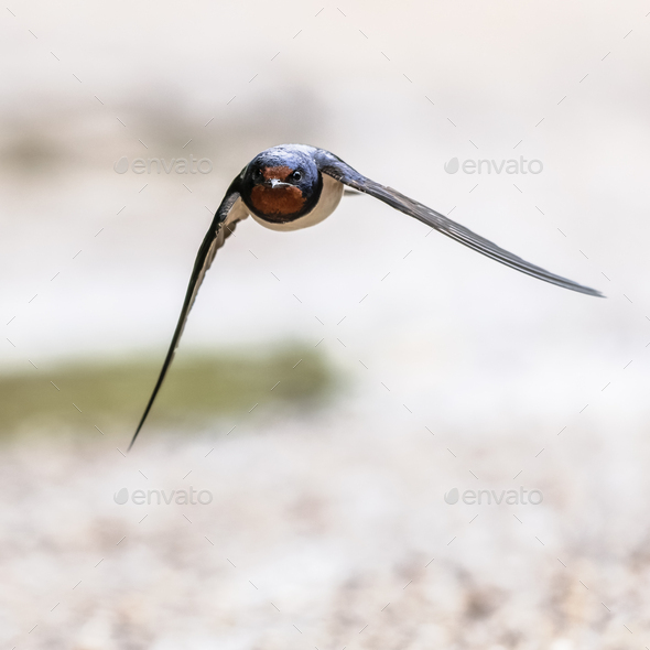 Barn swallow flying on light background Stock Photo by CreativeNature_nl