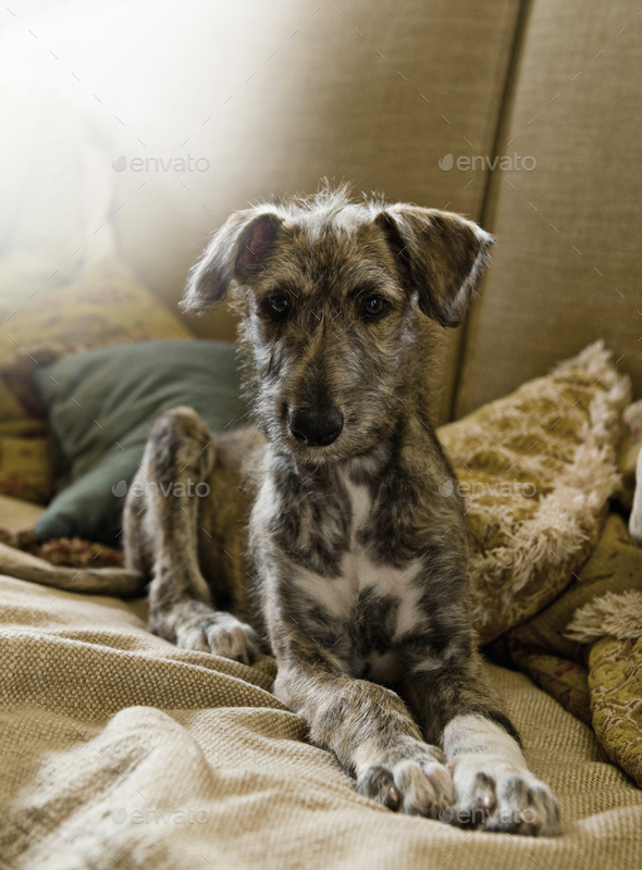 Lurcher puppy Stock Photo by imagesourcecurated | PhotoDune