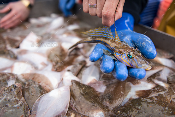Sample catch of fish on research ship Stock Photo by imagesourcecurated